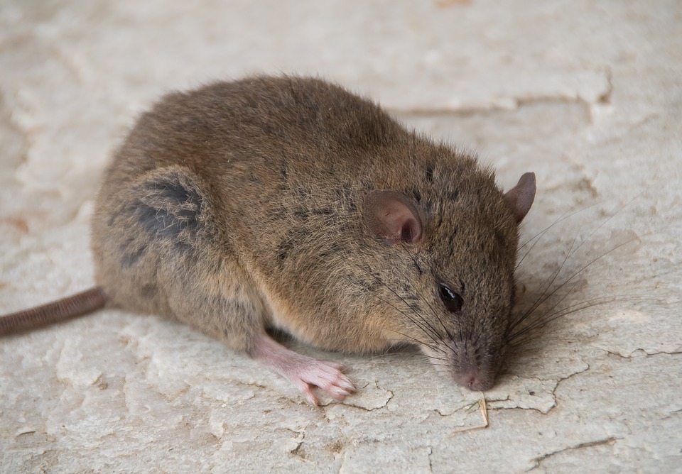 Rat may hold the key to koala virus spread - School of Veterinary ... Rat may hold the key to koala virus spread - School of Veterinary ...